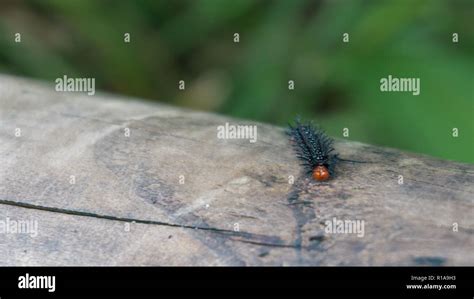Black Catepillar On A Tree Trunk Isolated From Green Background Stock