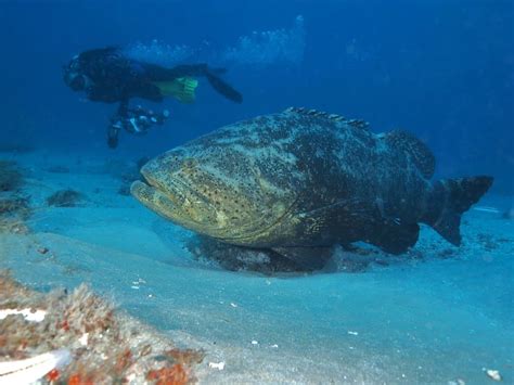 Goliath Grouper Pictures Az Animals