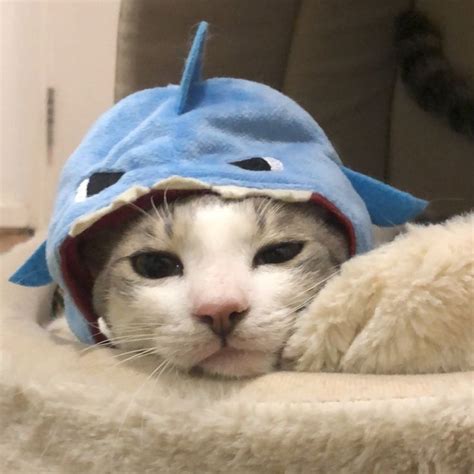 Blue Cat Pfp