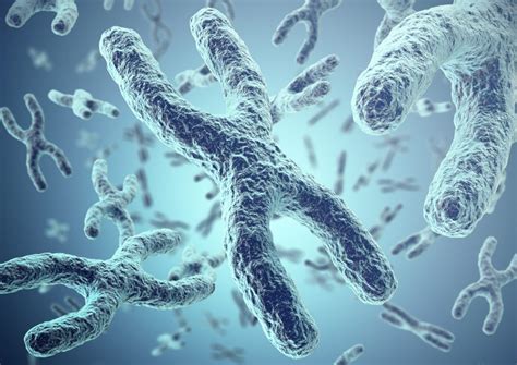 The Science Of Telomere Attrition A Key Hallmark Of Aging Niance