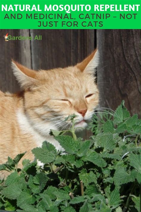 Consider Growing Catnip For People Another Herb With Great Benefits Gardensall