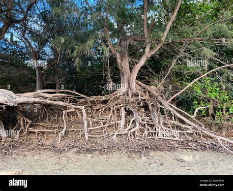 Exposed Tree Root System Hi Res Stock Photography And Images Alamy