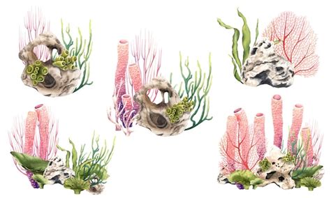 Premium Photo A Set Of Coral Reef Underwater Compositions Hand Drawn