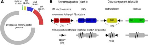 A The Proportion Of Transposable Elements Orders In The Drosophila