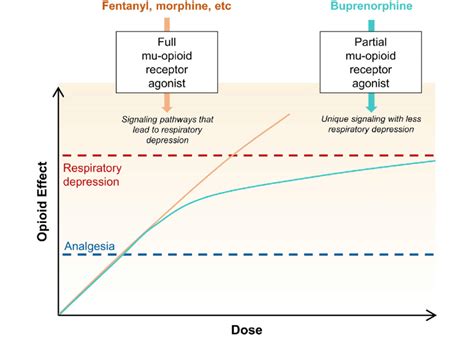 Biased Signaling Full Vs Partial Mu Opioid Receptor Agonists