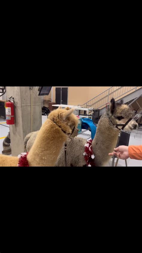 Stacey Frey Staceyfreytv • Instagram Photos And Videos