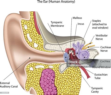 Central Vs Peripheral Vertigo Key Differences Explained