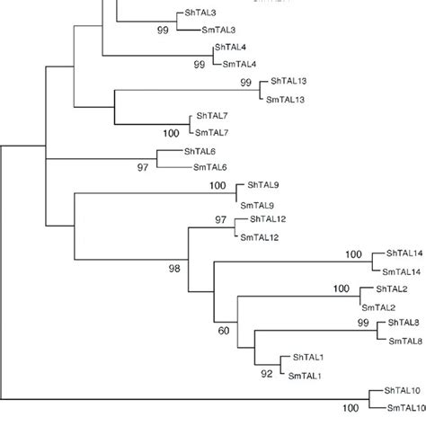 Molecular Phylogenetic Analysis By Maximum Likelihood Method Protein