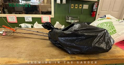 Planting Bare Root And Container Fruit Trees A Step By Step Guide