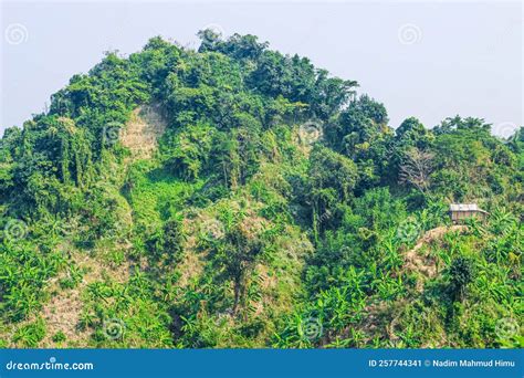 Deforestation Environmental Problem Rain Forests Are Destroyed For Oil