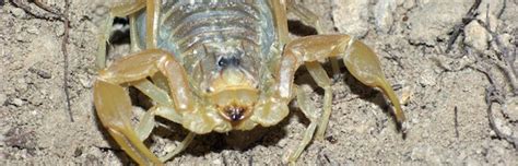 Deathstalker Scorpion