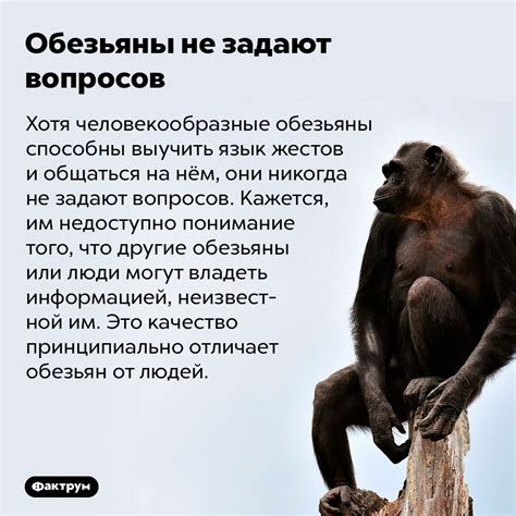 Обезьяны не задают вопросов