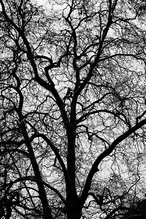 Big Tree Nature Naked Silhouette Photo Background And Picture For Free Download Pngtree