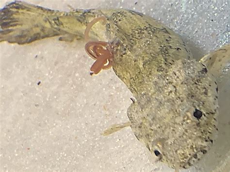 Fourth Stage Larva Of Eustrongylides Spp Emerging From The Cyst In