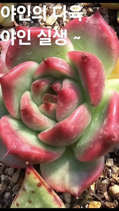 통통 이쁜 ~ 행복한 저녁시간 되세요 ~ 빈예서 파종이 실생 다육 다유기 다육이 다육식물 반려식물 다육판매 다육이판매 다육이키우기 다육인스타그램