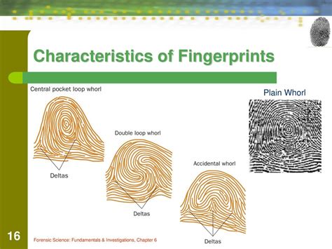 Fingerprints History and Anatomy - ppt download