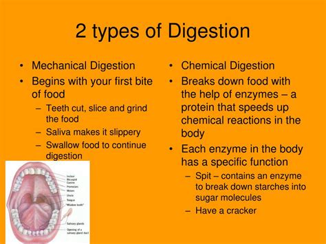 Ppt Digestive And Excretory Systems Powerpoint Presentation Free