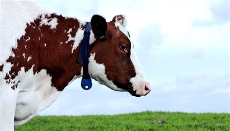 New Models Better Predict How Much Methane Cows Make Futurity