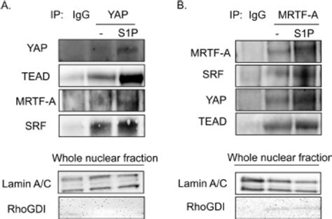 Yap And Mrtf A Synergize For Activation Of Srf And Tead Medi