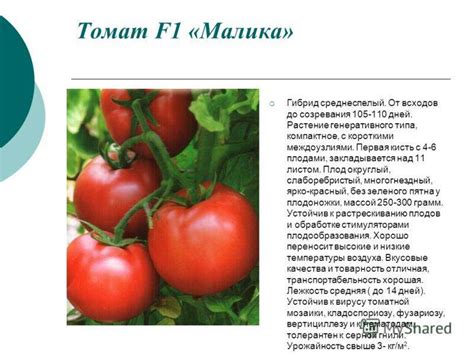 Томат Маэстро F1: характеристика и описание гибридного сорта с фото