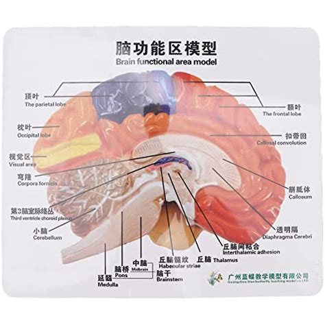 Anatomical Model Of The Human Brain Color Coded Convenient Touch