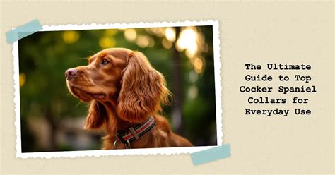 Choosing The Perfect Collar For Your Cocker Spaniel