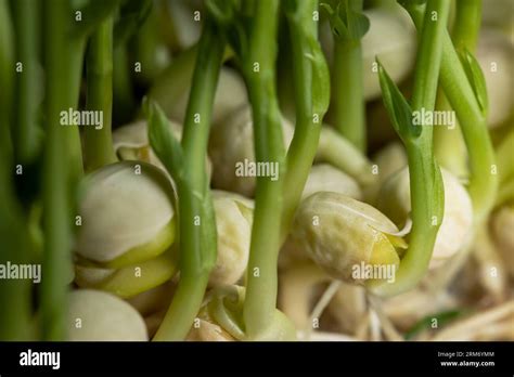 A Large Number Of Pea Roots Are Light Yellow In Color The Thin Root