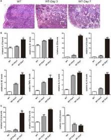 Frontiers CD169 Expressing Macrophage A Key Subset In Mesenteric