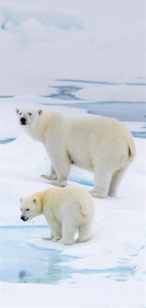 Leopard Seals Are Predators Found Commonly In The Antarctic It Is A