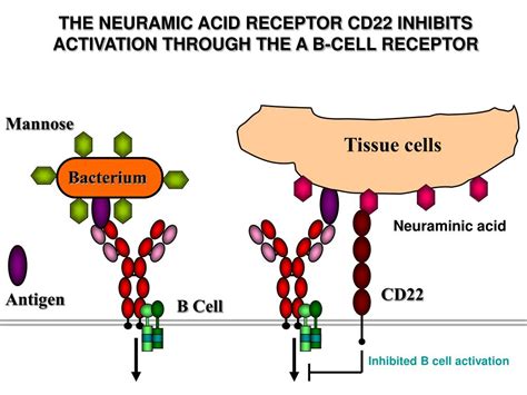 Ppt B Cell Activation Where And How Do All These Things Take Place