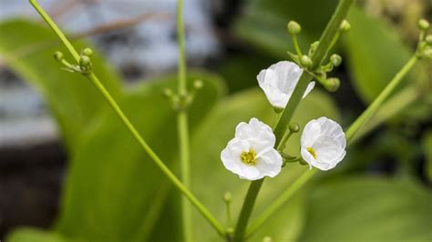 Skeleton Flowers Are The Stunning Totally Unique Addition Your Garden