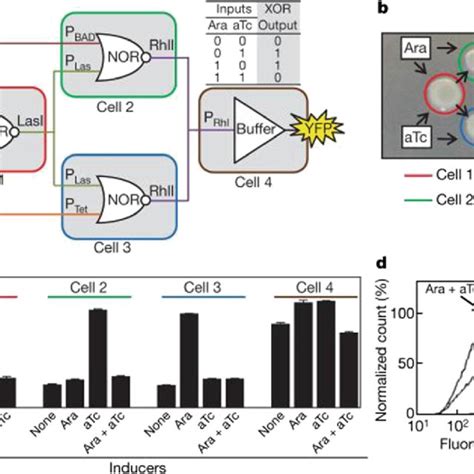 Truth Table For Four Inputs Download Scientific Diagram