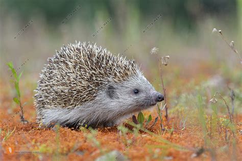 Igel Erinaceus Europaeus Hedgehog Bild Bestellen Naturbilder Kaufen
