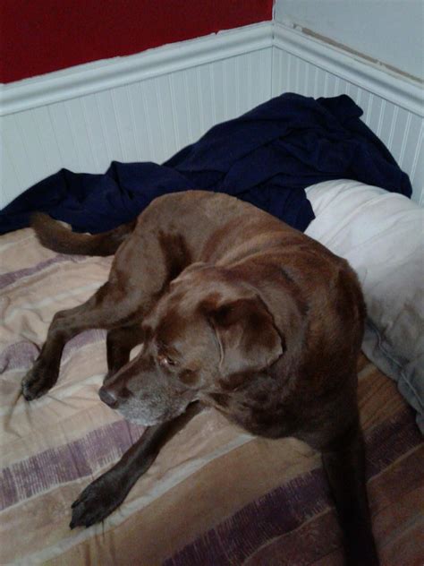 My Old Man Dozer Miss Ya Bud Best 115lb Teddybear Ever R Labrador