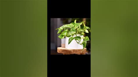 دو گل معروف و سمی که نمیدانستید معروف Toknow Youtube