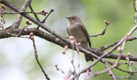 Common Chiffchaff Birdforum