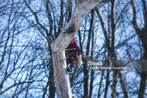나무를 벌채하는 과정 전문 벌목꾼 나무꾼 팀이 밧줄과 전기 톱으로 큰 나무를 자르고 벌목하는 과정 수목 재배자 및 나무 외과 의사 나무에 대한 스톡 사진 및 기타 이미지