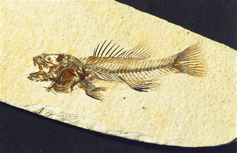 Vertebrate Fossils Fossils And Paleontology Us National Park Service