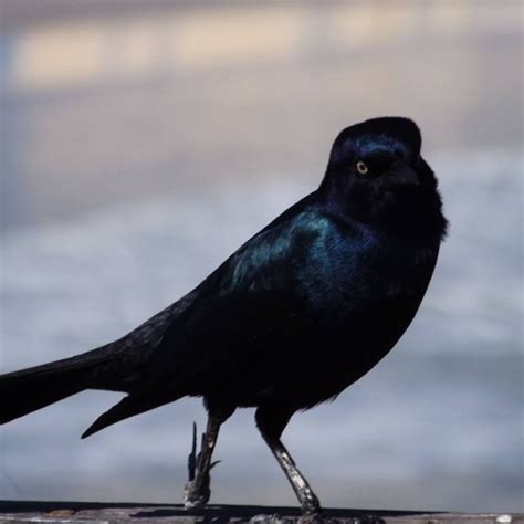 Stream Jerico Niezen Music Listen To Songs Albums Playlists For Free On Soundcloud