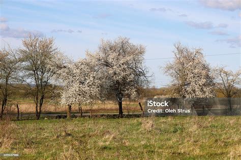 시골 길을 따라 자라는 흰 꽃으로 덮인 꽃이 만발한 나무가 있는 봄 풍경 전경에는 시든 풀이 있는 들판이 옅은 구름이 있는 푸른 하늘을 배경으로 나무의 섬세한 꽃과 대조를