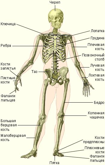 Скелет человека | Биология, Учащиеся медучилища, Анатомия