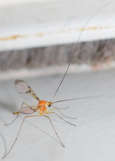 Fungus Gnat Macrocera Bugguide Net