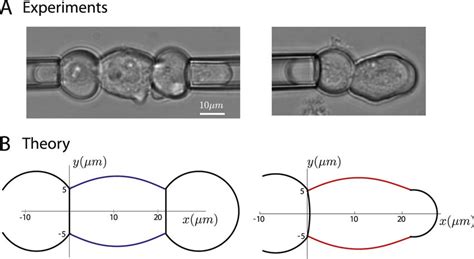 Experimental And Theoretical Cell Deformation Before And After Cell