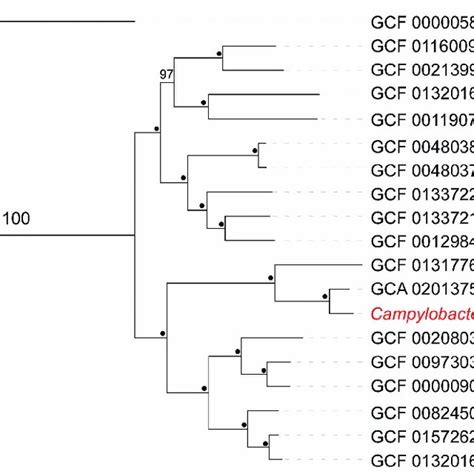 Phylogenetic Analysis Of Campylobacter 16s Sequences Isolated From
