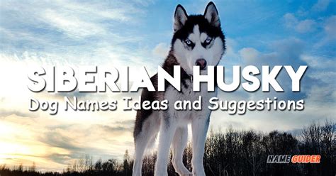 415 Siberian Husky Dog Names Ideas And Suggestions Name Guider