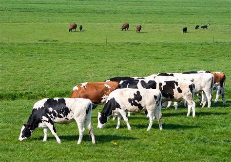 Balancing Act Advantages And Disadvantages Of Mixed Farming