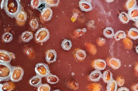 What Are Anaerobic And Aerobic Fermentation In Coffee Processing