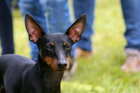 Best Ways To Exercise Your Manchester Terrier