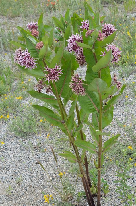 Showy Milkweed Photos Page 1