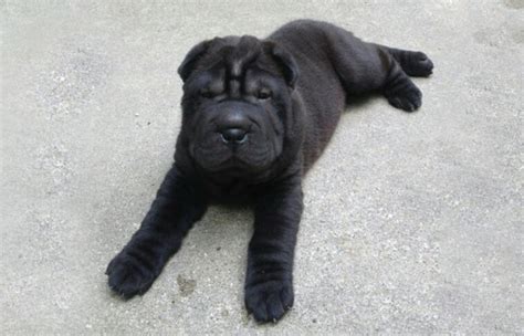 Miniature Shar Pei Pictures Care Guide Temperament And Traits Hepper